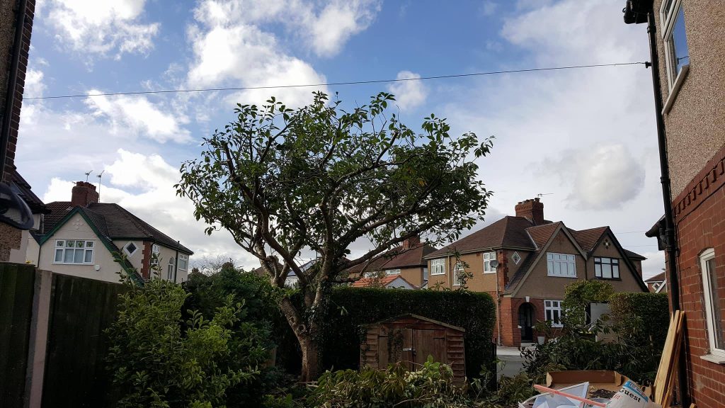 Crown Reduction and Reshaping After — Sky High Tree