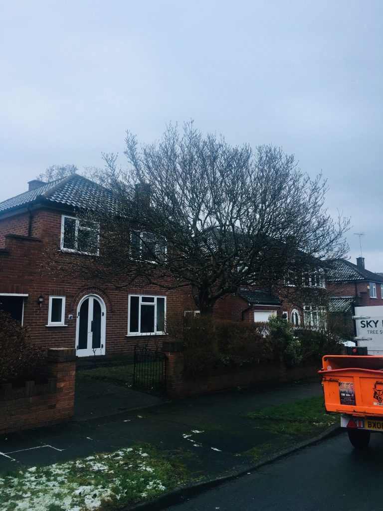 Crown Reduction/Reshaping — Sky High Tree